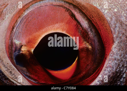 Face of a Google eye fish (Priacanthus hamrur). Egypt - Red Sea Stock ...