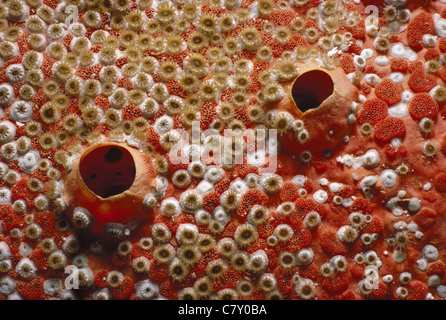Sponge encrusted by colony of Bleeding Teeth Bryozoan (Trematooecia ...