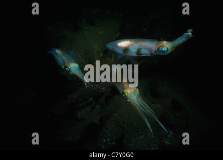 Southern Pygmy Squid schooling at night Stock Photo - Alamy