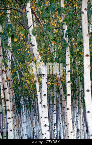 Silver Birch trees outside the Tate Modern in central London Stock ...