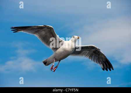 gull at sea Stock Photo - Alamy