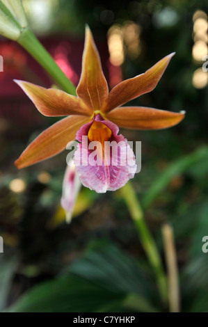 Native Australian swamp orchid (Phaius tankervilleae), Cairns ...