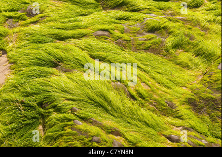 Enteromorpha flexuosa filamentous algae uncovered at low tide clinging ...