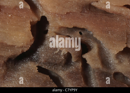 Gribble - Limnoria lignorum Stock Photo - Alamy