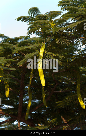 Poinciana Flamboyant seed pods growing on the Caribbean island of ...