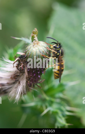 Common wasp (Vespula vulgaris) adult feeding on a fallen plum in a ...