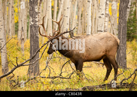 Angry bull elk Stock Photo - Alamy