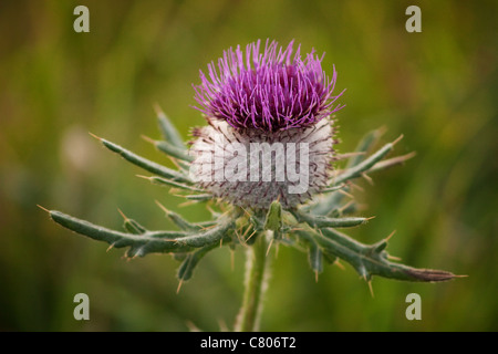 Spikes scottish purple thistle head / Scottish thistle Stock Photo - Alamy