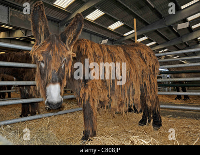 Shaggy matted fur of a donkey. Brown animal fur as a close up as a ...