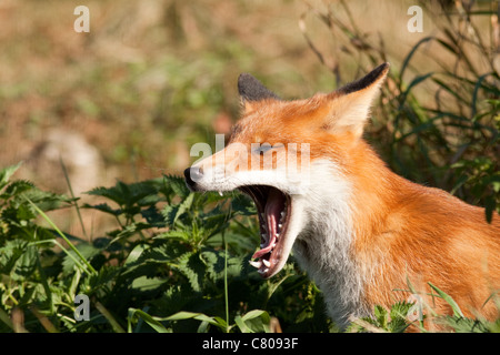 Fox baring Teeth Stock Photo - Alamy