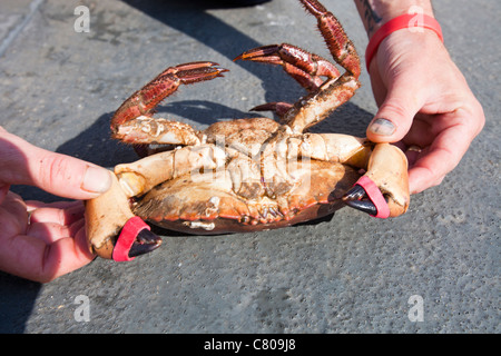 A fisherman fits rubber bands over the pincers of an edible crab caught ...