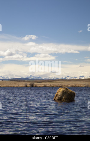 hay bail and field in Alberta Foothills country Stock Photo - Alamy
