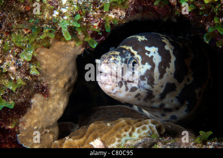 Chain moray eel (Echidna catenata) portrait with mouth open. East End ...