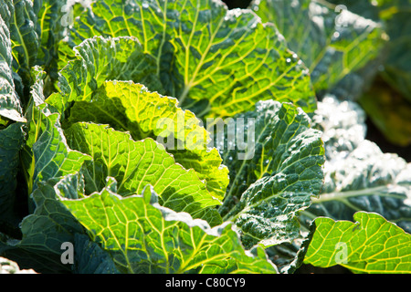 Cabbage growing on a farm on the Lancashire mosslands near Banks on the ...