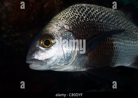 black margate ,Anisotremus surinamensis, is a species of grunt native ...
