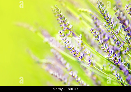 Soft focus flowers, beautiful lavender flowers blooming, inspirational ...