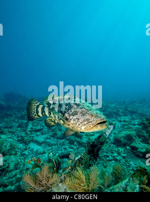 A Goliath Grouper effortlessly floats by a shipwreck off the coast Key ...