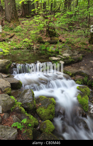 Fern Spring, Yosemite National Park, California USA Stock Photo - Alamy