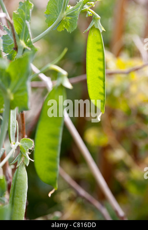 Sugar pea (Pisum sativum var. Saccharatum) on the climbing aid Stock ...