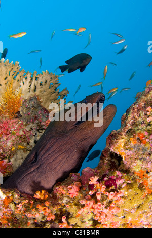 Eel at the Maldives Stock Photo - Alamy