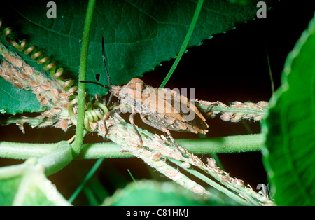 Leaf-footed bug (Spartocera fusca: Coreidae) in rainforest Mexico Stock ...