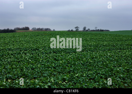 Agricultural landscape Jylland Denmark Stock Photo - Alamy