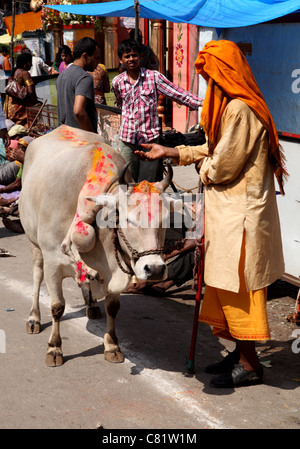 Holy man with sacred five-legged cow outside Hindu temple, Hyderabad ...