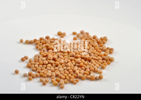 yellow mustard seeds in plate isolated on white background Stock Photo ...