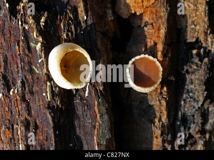Cup Fungus, Peziza micropus, Pezizaceae. Whippendell Woods ...