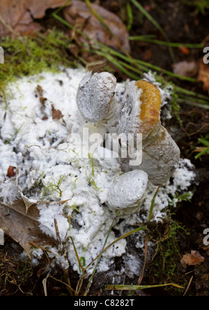 White Parasitic Mould Growing on Honey Fungus (Armillaria mellea ...