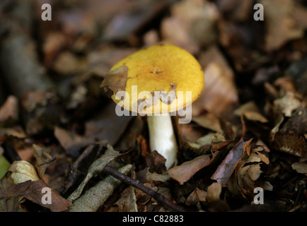 Russula ochroleuca (Common Yellow Russula) is widespread and common in ...