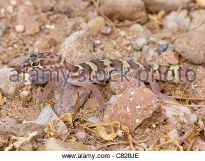 Western Banded Gecko Coleonyx variegatus, Geconidae, Usa, Mexico Stock ...