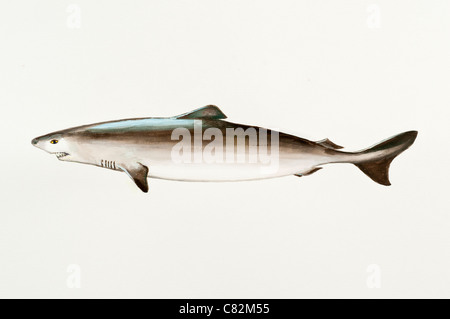 Little Sleeper Shark Somniosus rostratus, Somniosidae Stock Photo - Alamy