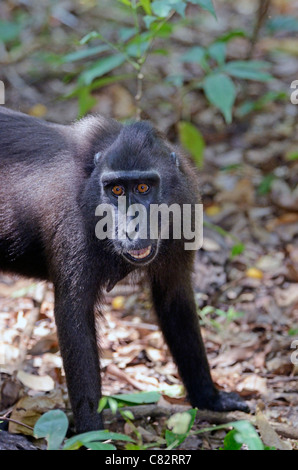 A young Sulawesi black-crested macaque (Macaca nigra) is photographed ...