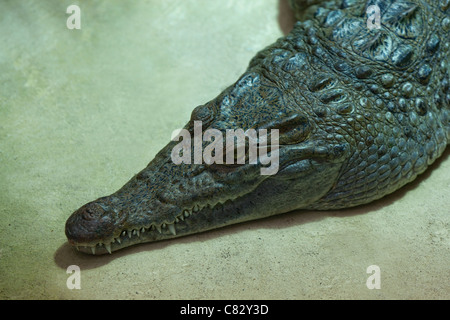 Philippine crocodile (Crocodylus mindorensis) on white background Stock ...