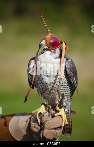 Peregrine Falcon with Falconry Hood on Stock Photo - Alamy