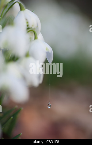 Water drop hanging from a spiderweb from a snowdrop Stock Photo - Alamy