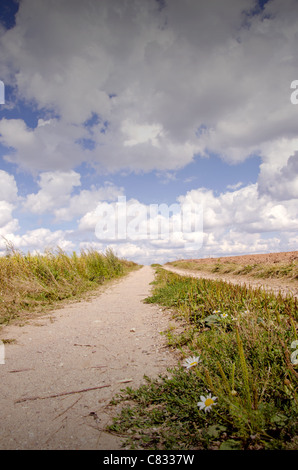A field of daisy under a cloudy sky, Sainte-Apolline, Québec, Canada ...