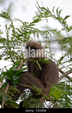 Purple-faced Leaf Monkey - Trachypithecus vetulus, beautiful langur ...