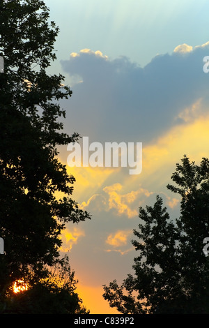 Sunset and oak trees. Sunlight through tree foliage. Yellow, red, green ...