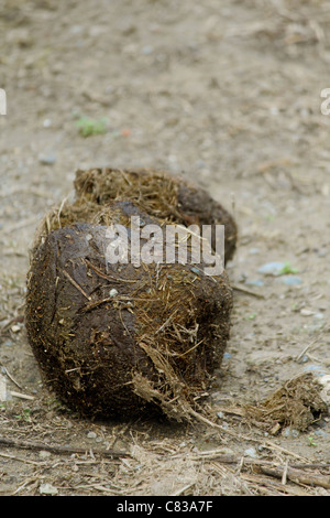 Fresh elephant dung Stock Photo - Alamy
