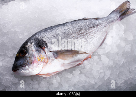 Dorado fish on ice Stock Photo - Alamy