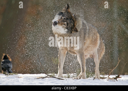 Gray Wolf (Canis lupus) Shaking Snow off Face, Rocky Mountains Stock ...