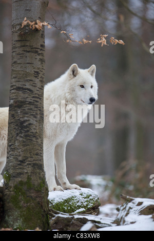 An Arctic Wolf standing Stock Photo - Alamy