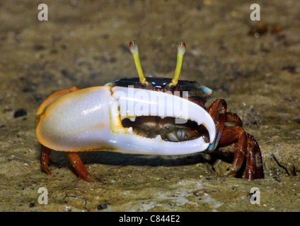 A male fiddler crab, Uca sp, on the island of Yap, Micronesia Stock ...