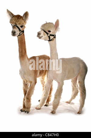 Two alpacas are standing next to each other in a large green field near ...