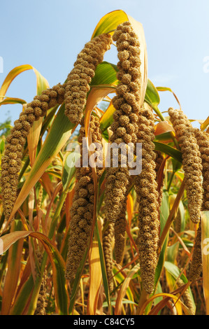 Ripe millet crops in the fields in autumn Stock Photo - Alamy