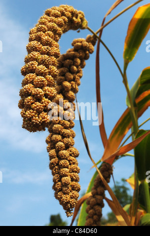 Raw Ripe millet crops in the field agriculture landscape view Stock ...