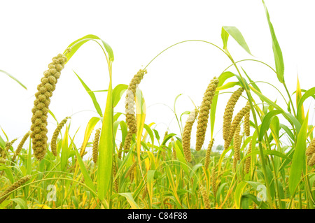 Ripe millet crops in the fields in autumn Stock Photo - Alamy