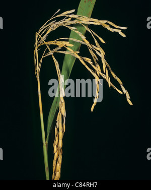 Rice neck & ear blast (Pyricularia grisea) on mature rice crop in ear ...